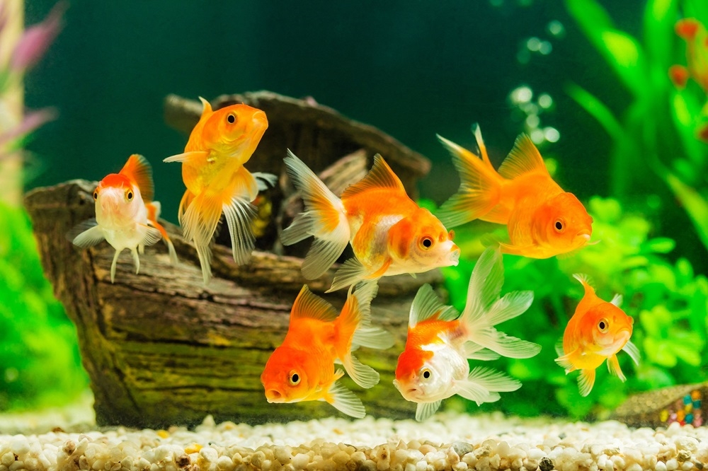 You might be underestimating the intelligence of goldfish, pigeons and ...