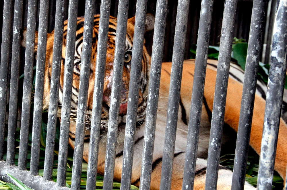 In Perak, villagers in Ulu Kuang happy as tiger walks into trap set up ...