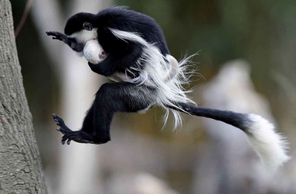 People with tails? No, because of this ancient genetic mutation | Malay ...