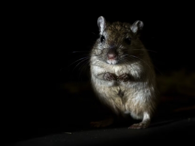 Explainer: What is causing growing rat infestations in Singapore, and ...
