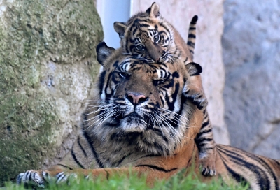 Kala, rare Sumatran tiger cub, makes her debut in Rome | Malay Mail