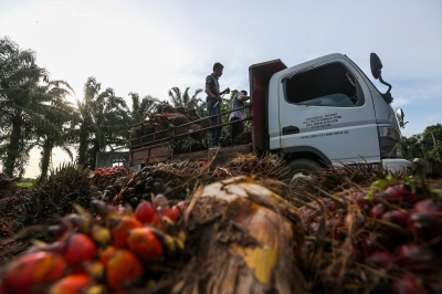 Malaysian Palm Oil Council: CPO prices set to pull back to RM3,800-RM4 ...