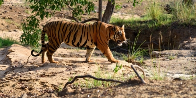 Indonesia hunts clues as study suggests Javan tiger may still exist | Malay Mail