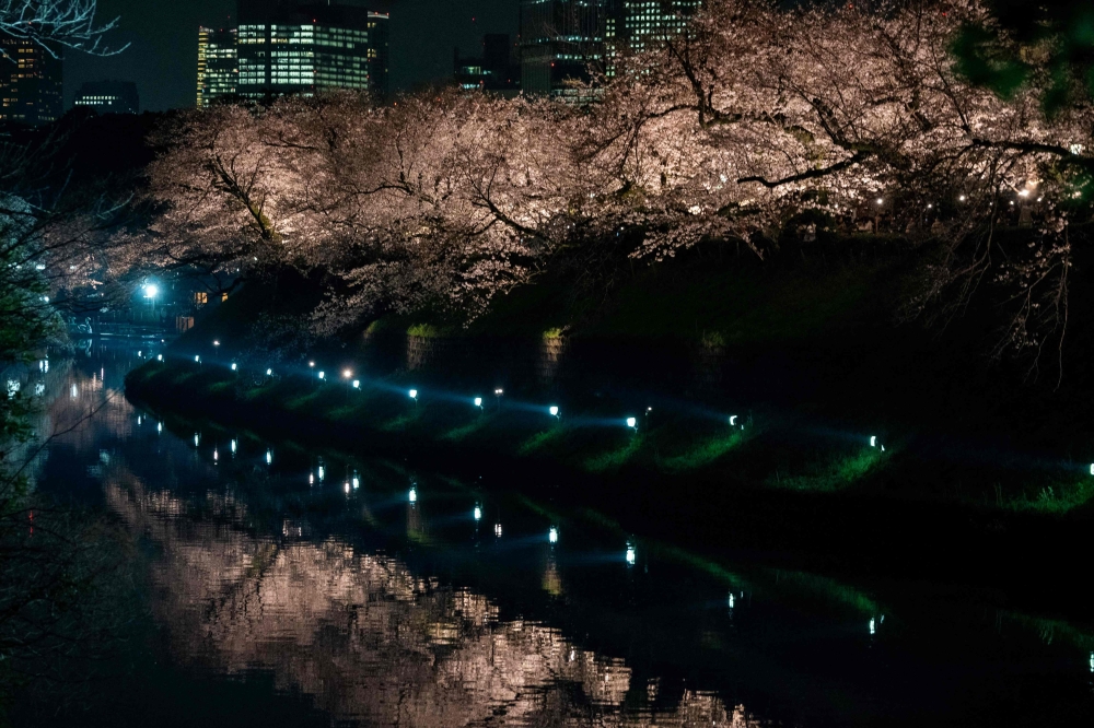 Tokyo crowds revel as cherry blossoms reach full bloom | Malay Mail