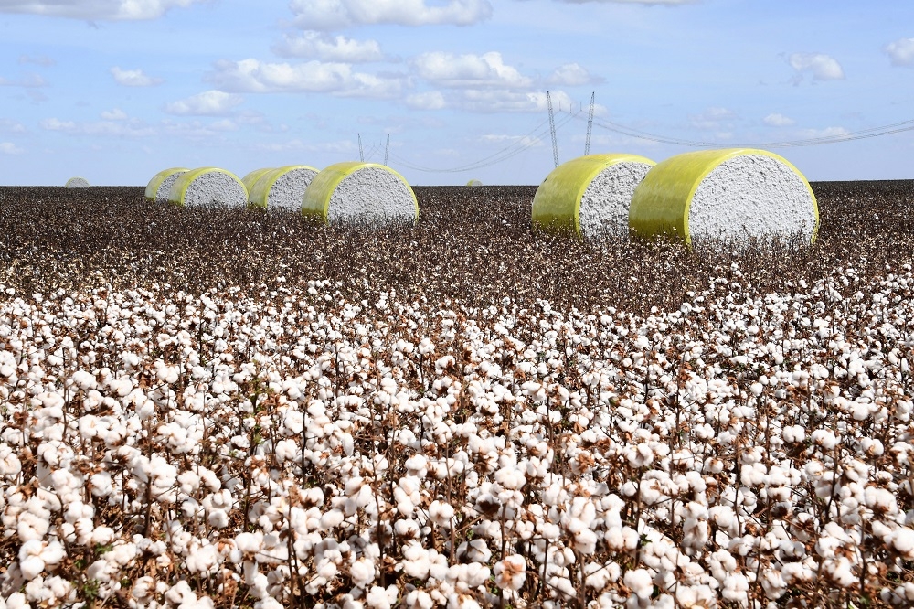 India’s cotton stocks set to plunge 31pc y-o-y to lowest in decades ...