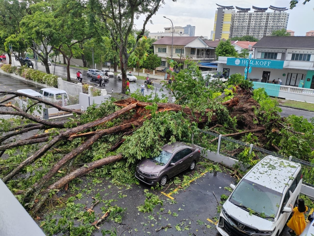 In Penang, DAP rep calls for master plan to care for old trees | Malay Mail