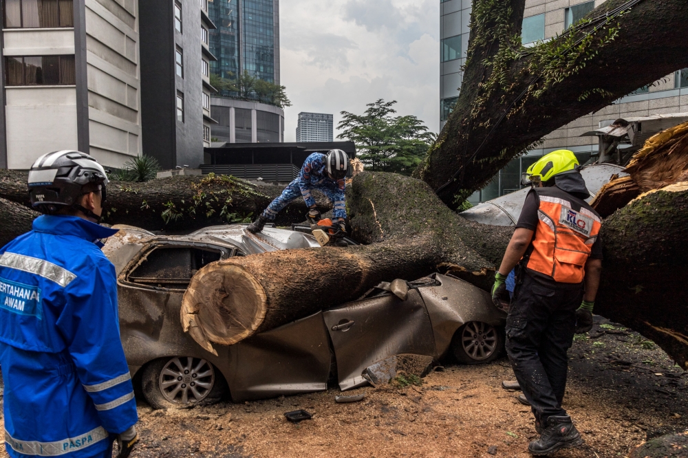 Tree tragedy: DBKL ordered to cut down high-risk trees, says minister ...