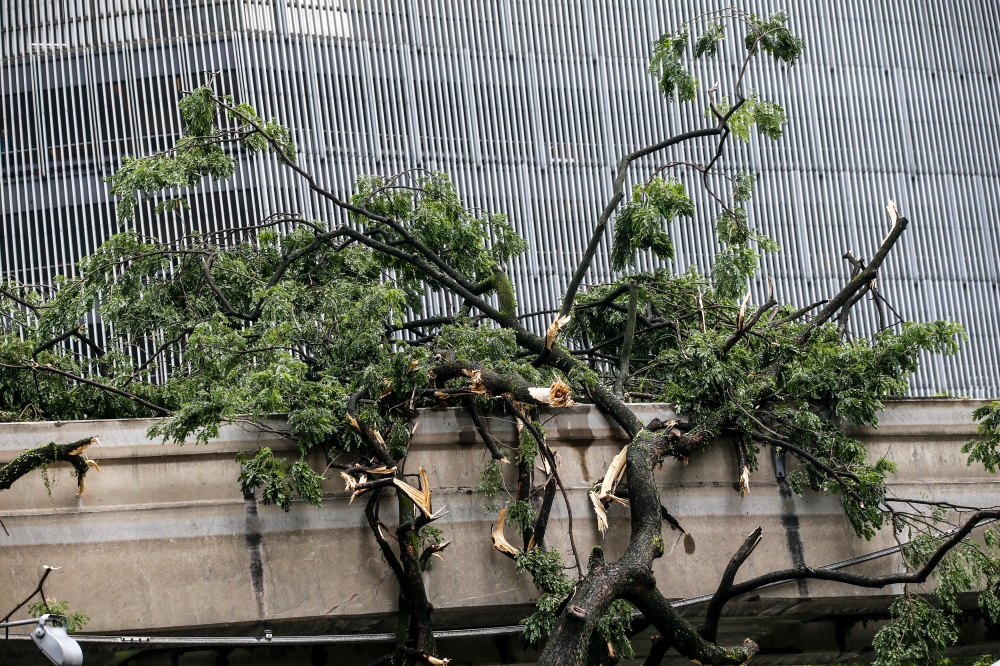 PM Anwar wants 100 trees planted for every tree felled in KL | Malay Mail