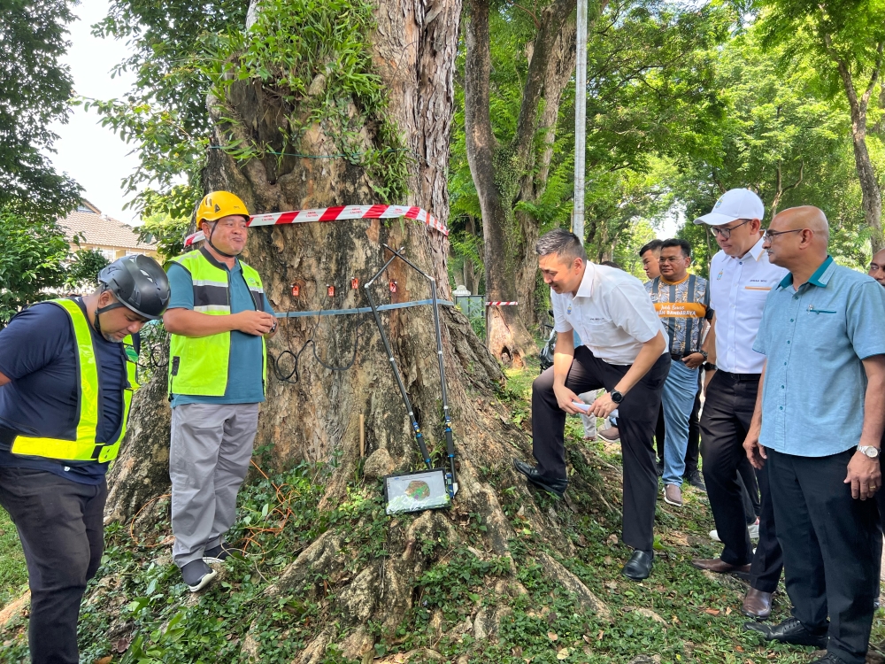 Official: Penang island council ID’s 131 ‘high risk’ trees for possible ...