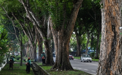 Penang Island City Council establishes tree inventory system to ...