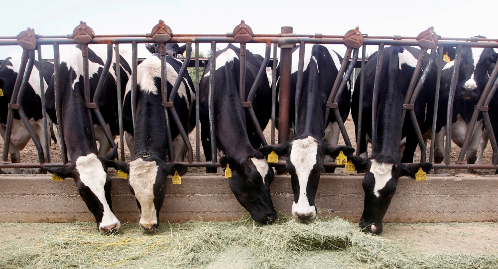 USDA: Bird flu detected in tissue samples of US dairy cow sent to ...