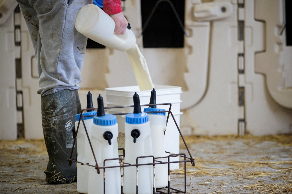 US proposes bulk milk testing for bird flu before cattle transport ...