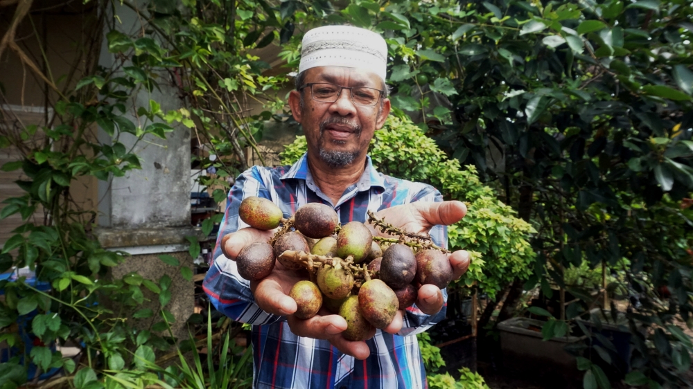Interest in matoa fruit farming growing thanks to lucrative returns ...