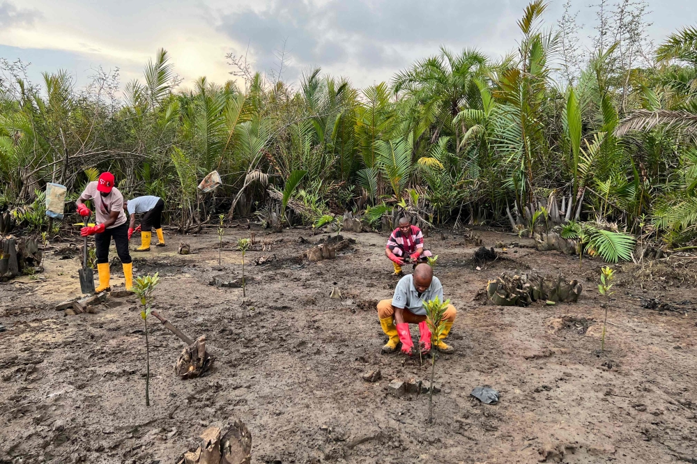 ‘Bring our mangroves back to life’: Nigerians strive to restore ...