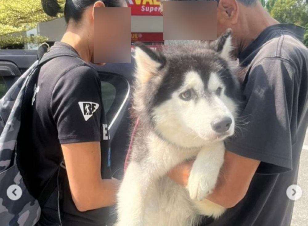Police confirm dog abuse incident in viral video from Kajang | Malay Mail