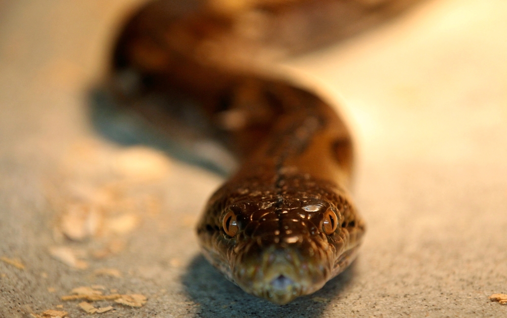 Slithery surprise: Man in China caught smuggling 100 live snakes in his ...