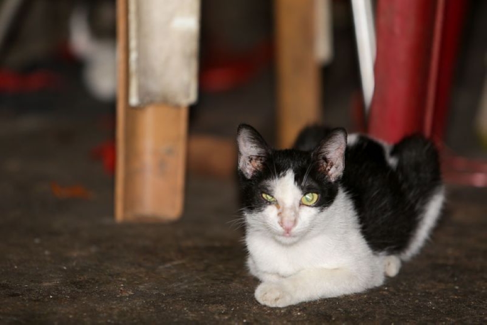 Penang authorities launch probe after viral video shows 4WD dragging ...