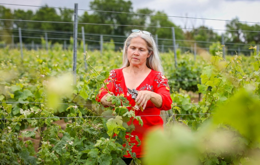 ‘We need all the sun we can get’: Ireland’s vineyards thrive as climate ...