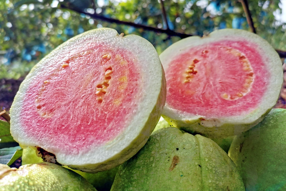 Fans of the uncommon pink guava and cold pressed guava juices will love PapaGuava’s offerings ...