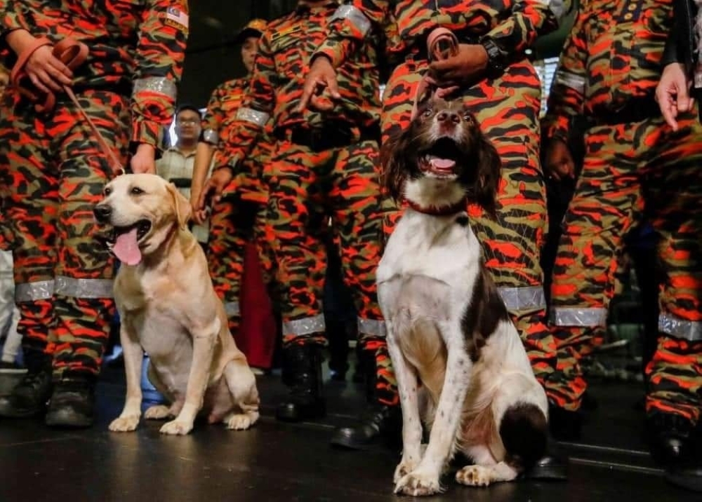Explainer: What is the Fire Dept’s K9 Unit and how crucial is its role ...