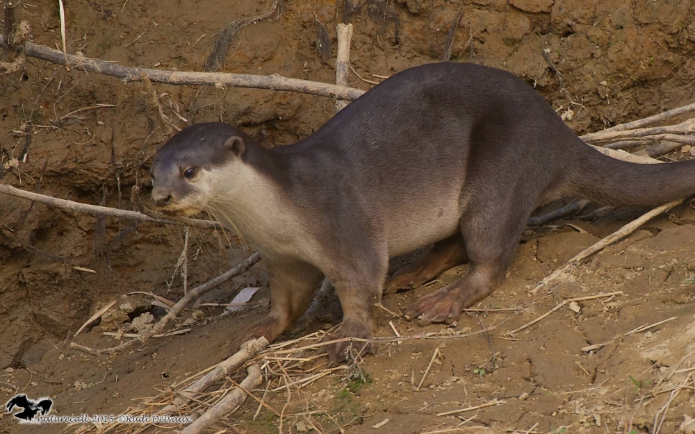 Are otters dangerous? Only 20 attacks reported worldwide from 2011 to ...