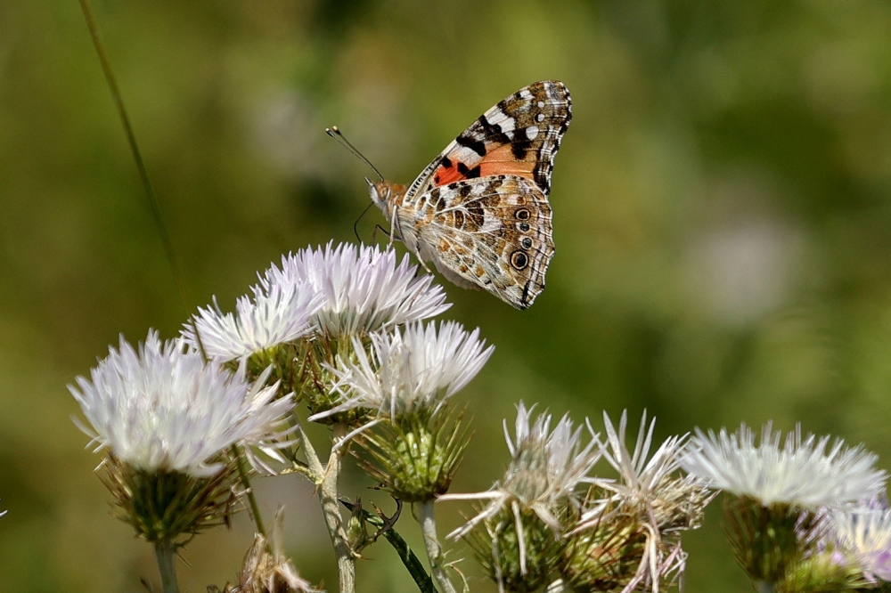 It’s a butterfly emergency: UK declares crisis as numbers plummet ...
