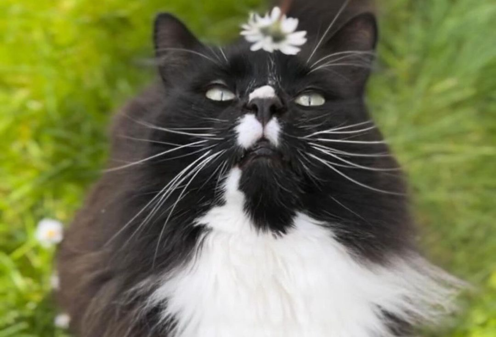 National Cat of the Year 2024: Meet Marley, the London feline adopted ...