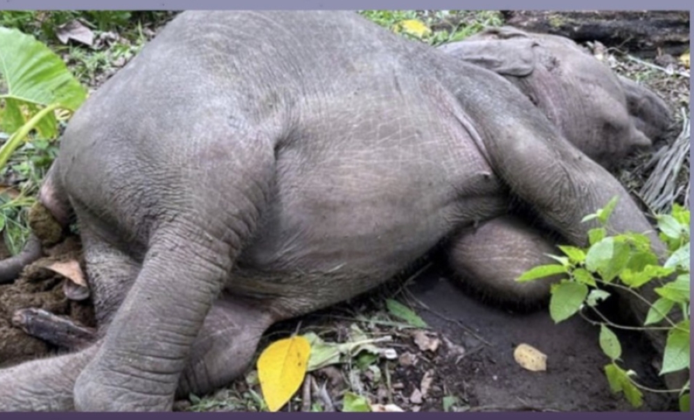 Female pygmy elephant found dead in Lahad Datu plantation died from ...