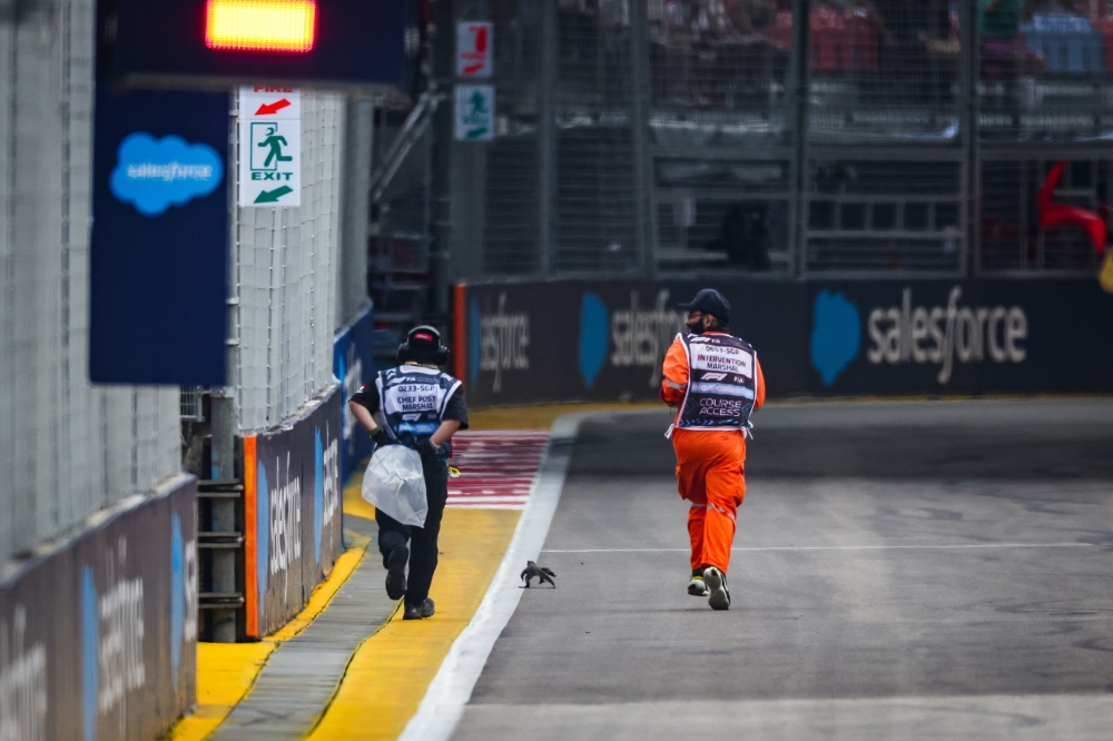 Singapore F1 practice halted by monitor lizard on track (VIDEO) | Malay ...
