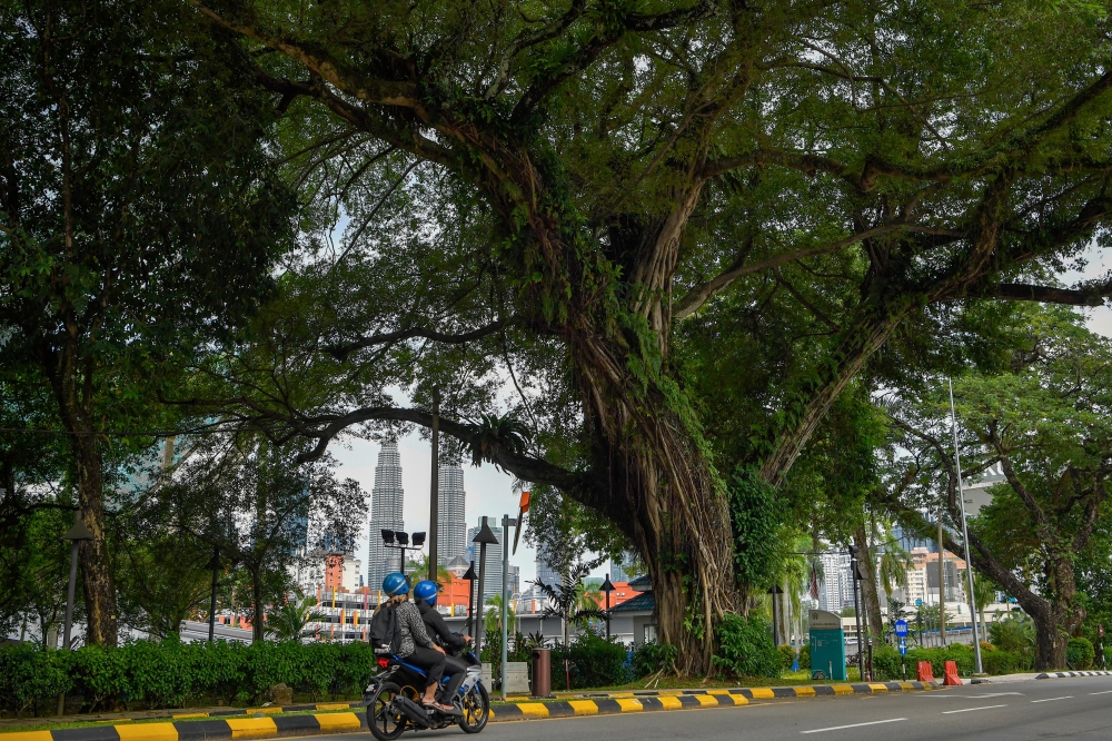 Forget the neighbours: One man aims to replant trees in Bangsar despite ...