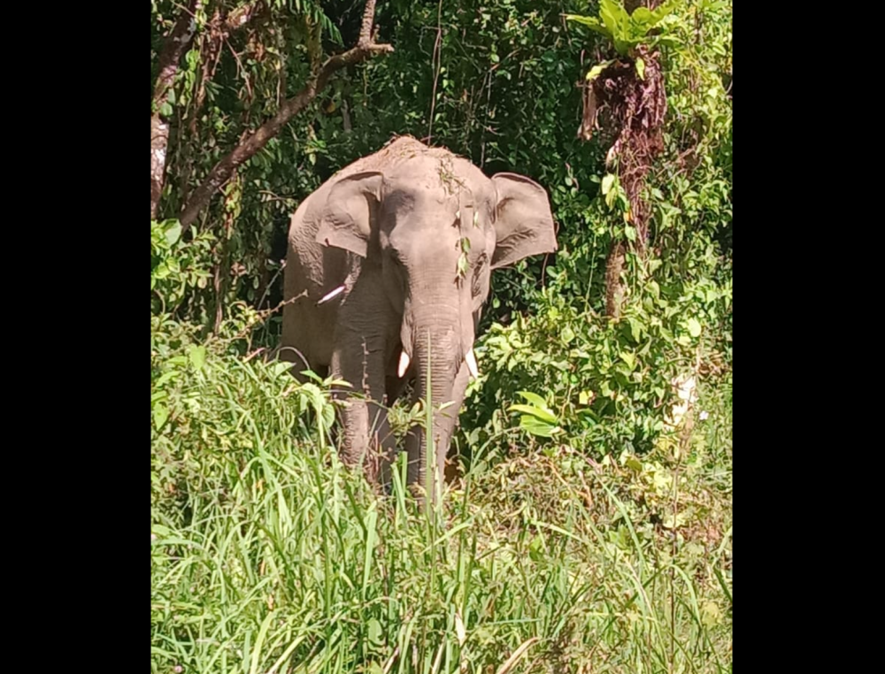 Install blue LED lights to keep wild elephants away, Perhilitan tells ...