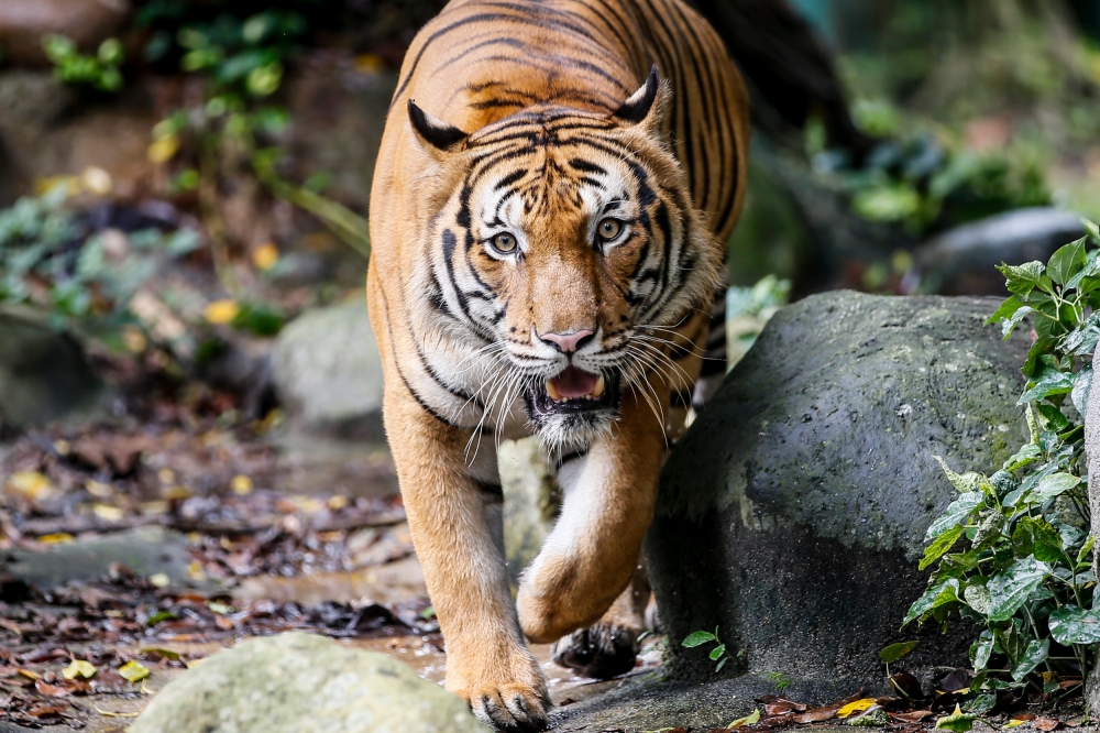 Police on prowl for thieves behind missing body parts from tiger run ...