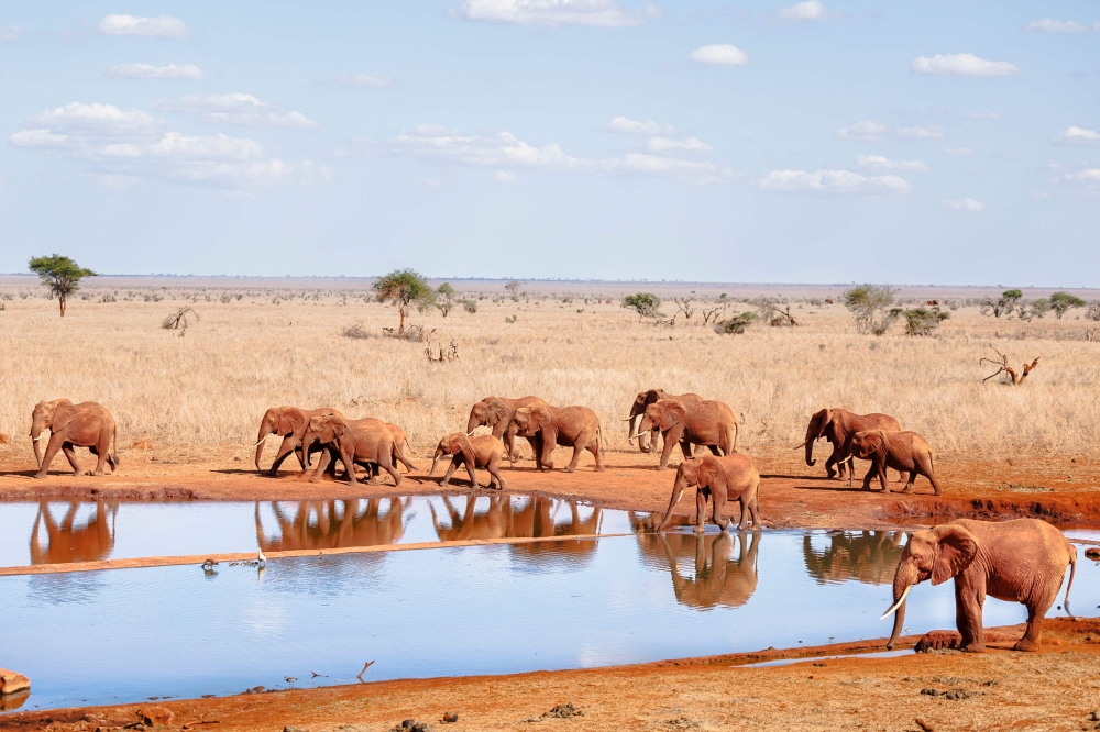 New study reveals drastic decline in African elephant populations over last 50 years due to ...