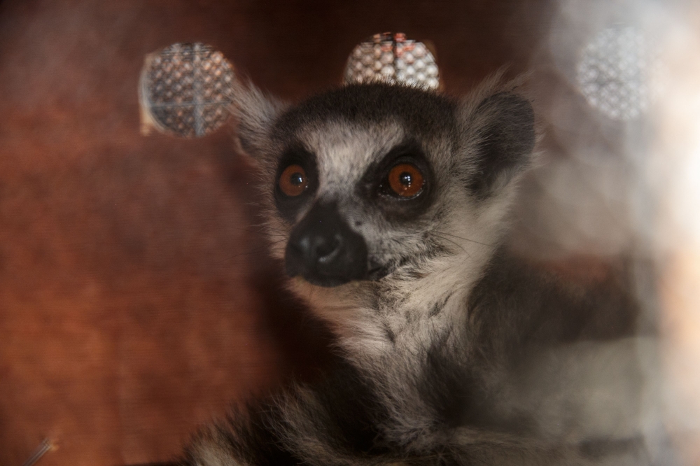 Over 900 trafficked tortoises, dozens of lemurs journey home to Madagascar from Thailand | Malay ...