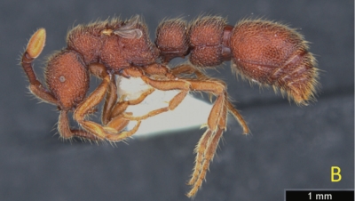 New ant species discovered in Sabah, named after UMS lecturer | Malay Mail