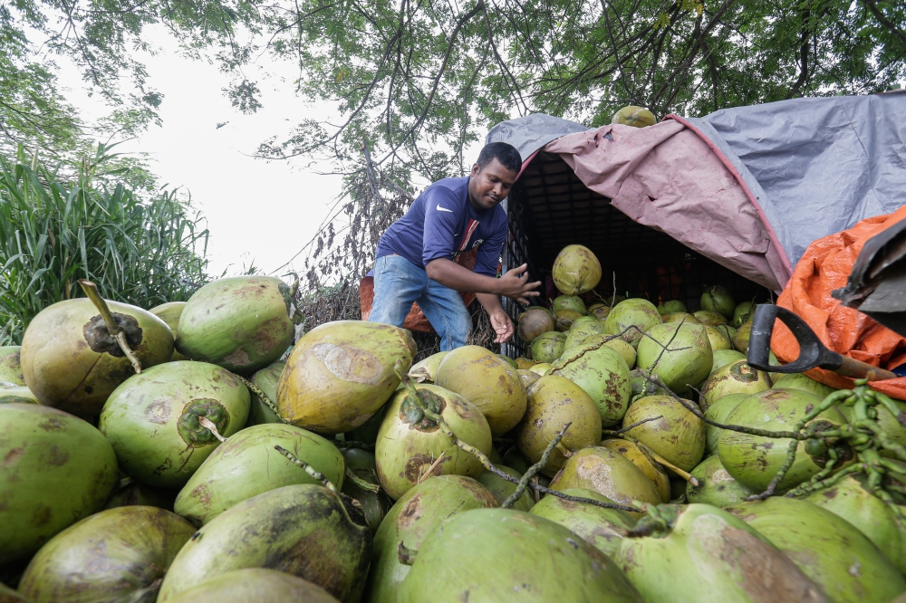 Fama steps up coconut imports from Indonesia as local supply drops by ...