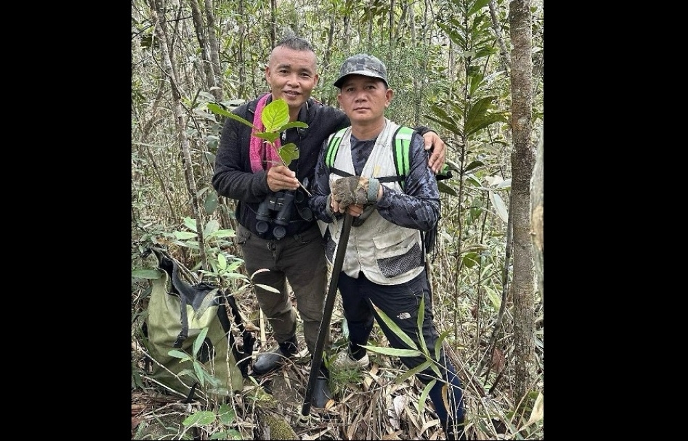 Botanists rediscover rare Sabah tree in coffee family in Meliau forest ...