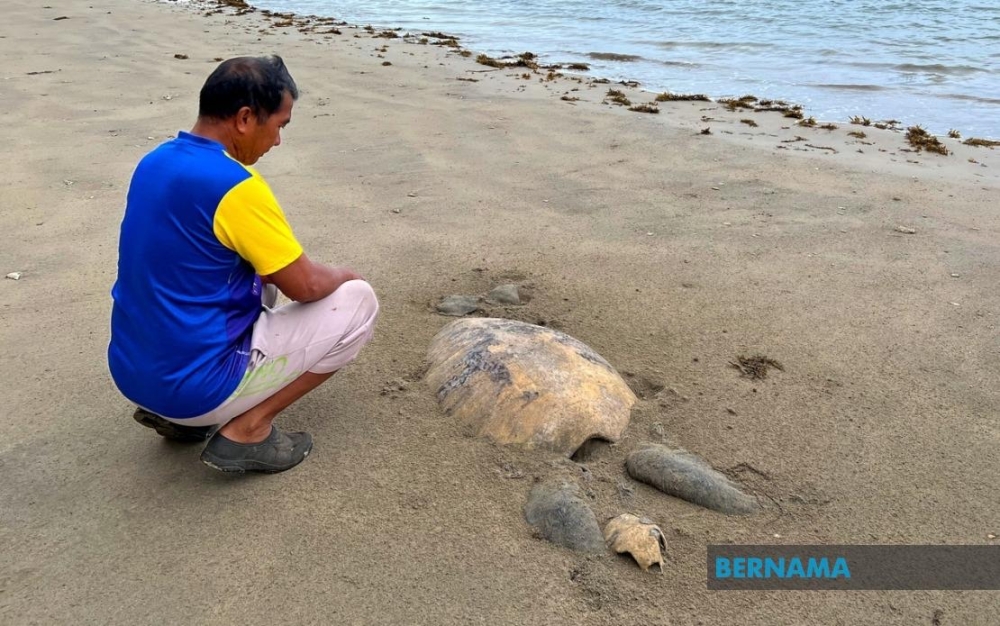 Green sea turtle found dead at Pantai Penunjuk in Terengganu, injuries ...