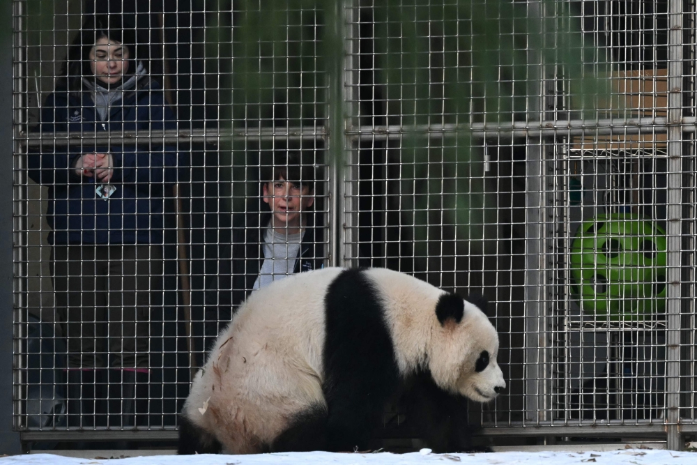 Trump’s hard on China, but twin giant pandas still a hit at US national ...