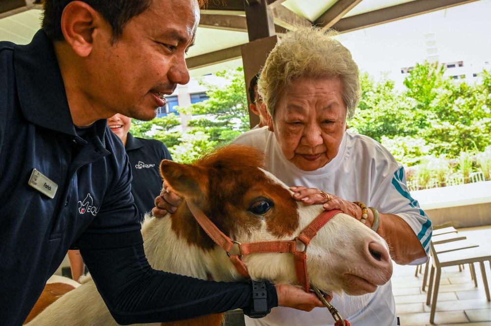 ‘Haydays with Horses’: Amid rapidly ageing population, Singapore taps ...