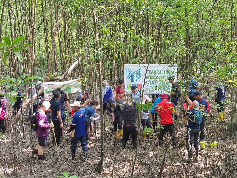 Ancom Nylex leads successful mangrove restoration initiative | Malay Mail