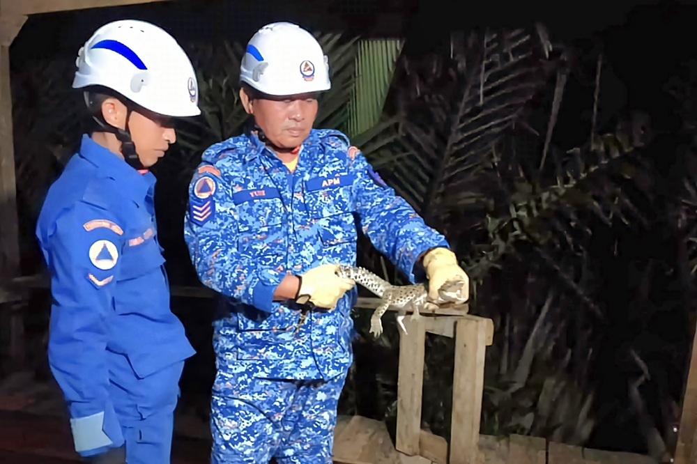 Civil Defence Force: Baby crocodile trapped in fishing net sparks late ...