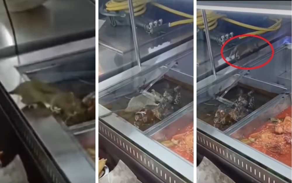 Uninvited guest: Viral video of rat allegedly eating from food trays at ...