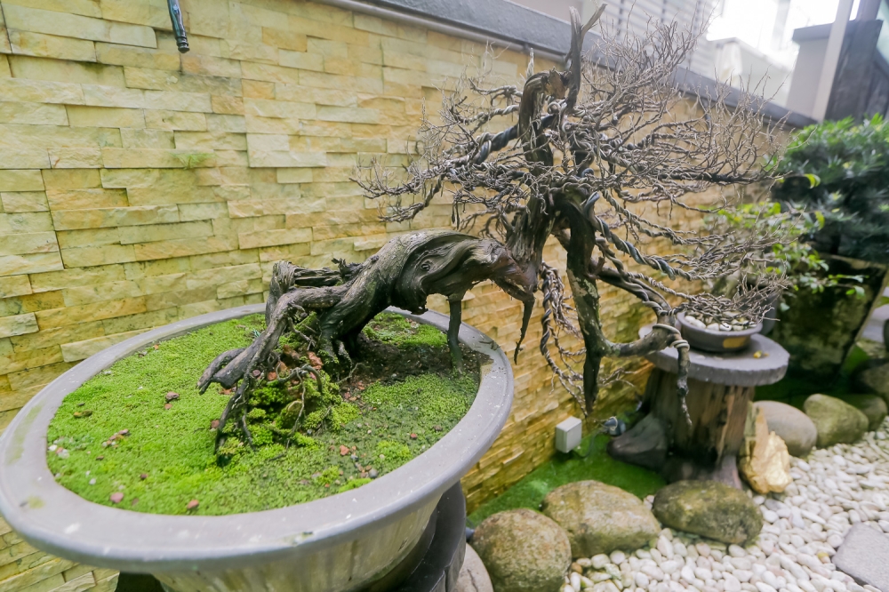 Smuggled bonsai trees ‘could threaten crops’: Kelantan border op nets ...