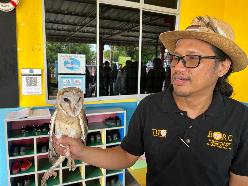 Bye-bye rat poison: USM-Bernas unleash barn owls to help Penang farmers ...