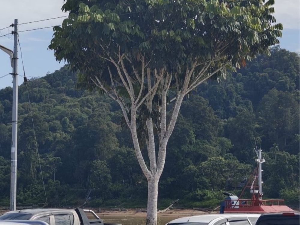 From symbol to stump: Song’s famed dabai tree sawn off in Kapit council ...