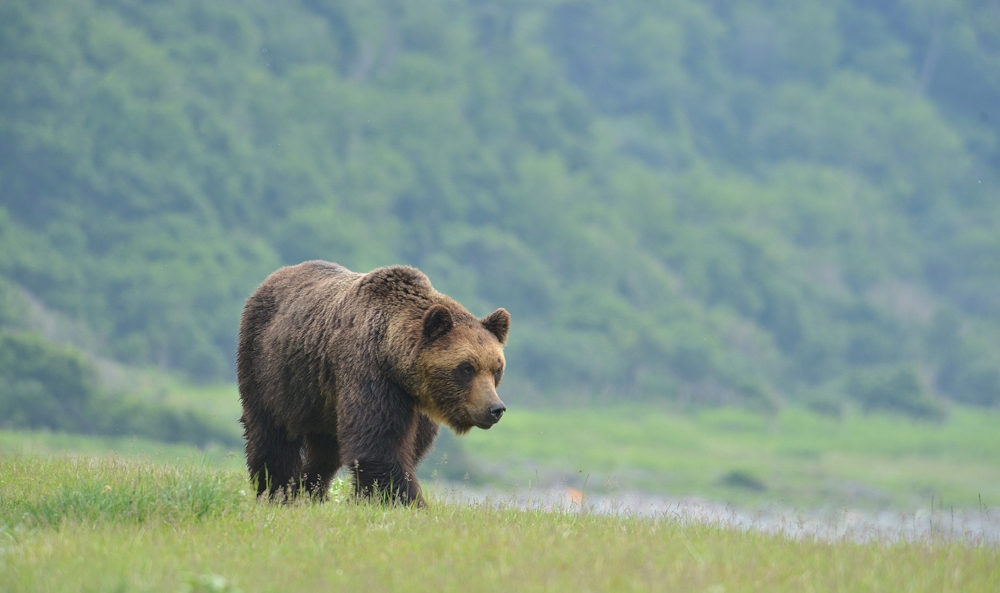 Hiker found dead after brown bear attack on Japan’s Hokkaido mountain ...