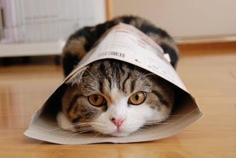 Maru, the Internet’s favourite box-loving cat, dies at 18 (VIDEO ...