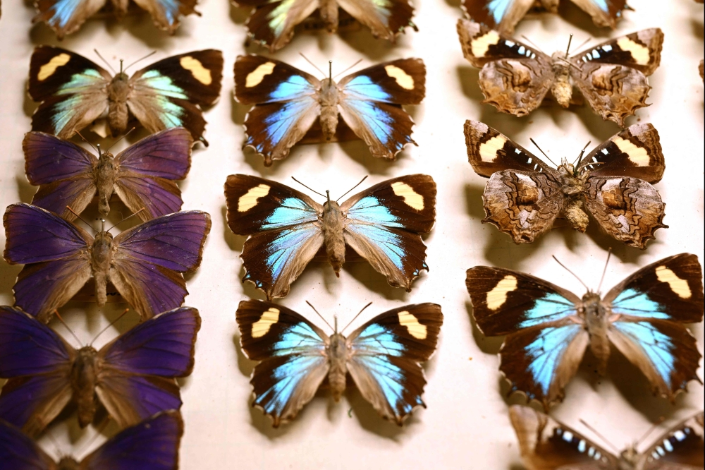He stole 3,000 Australian butterflies and painted their wings — and ...