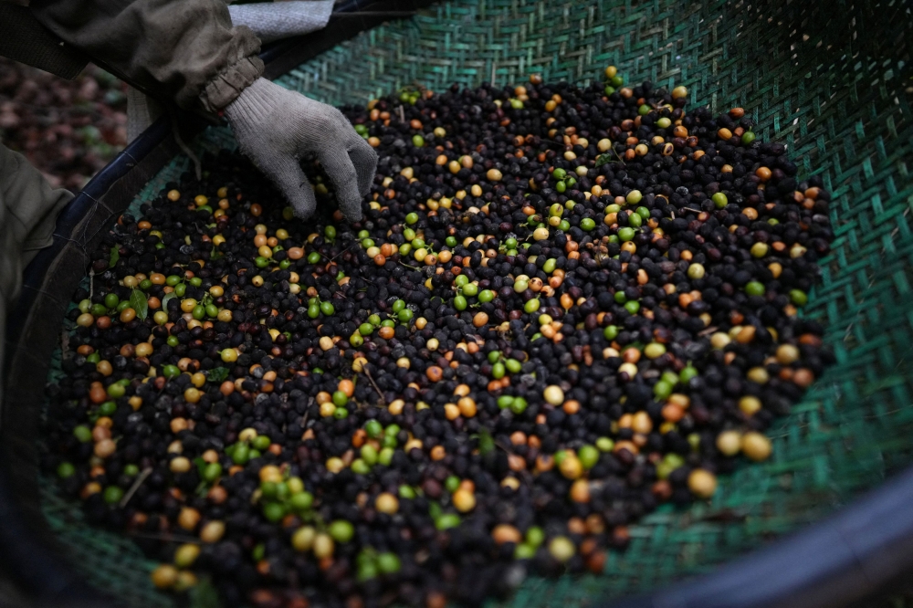 Brazil’s Jacu bird coffee poo-poos US tariffs as wider specialty sector ...